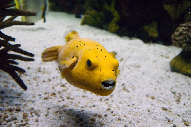 Аквариум номер 1 в света е... - Риба балон в океанариума на Лисабон