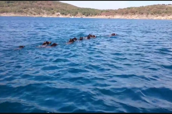 Албум - Диви прасета плуват в Черно море